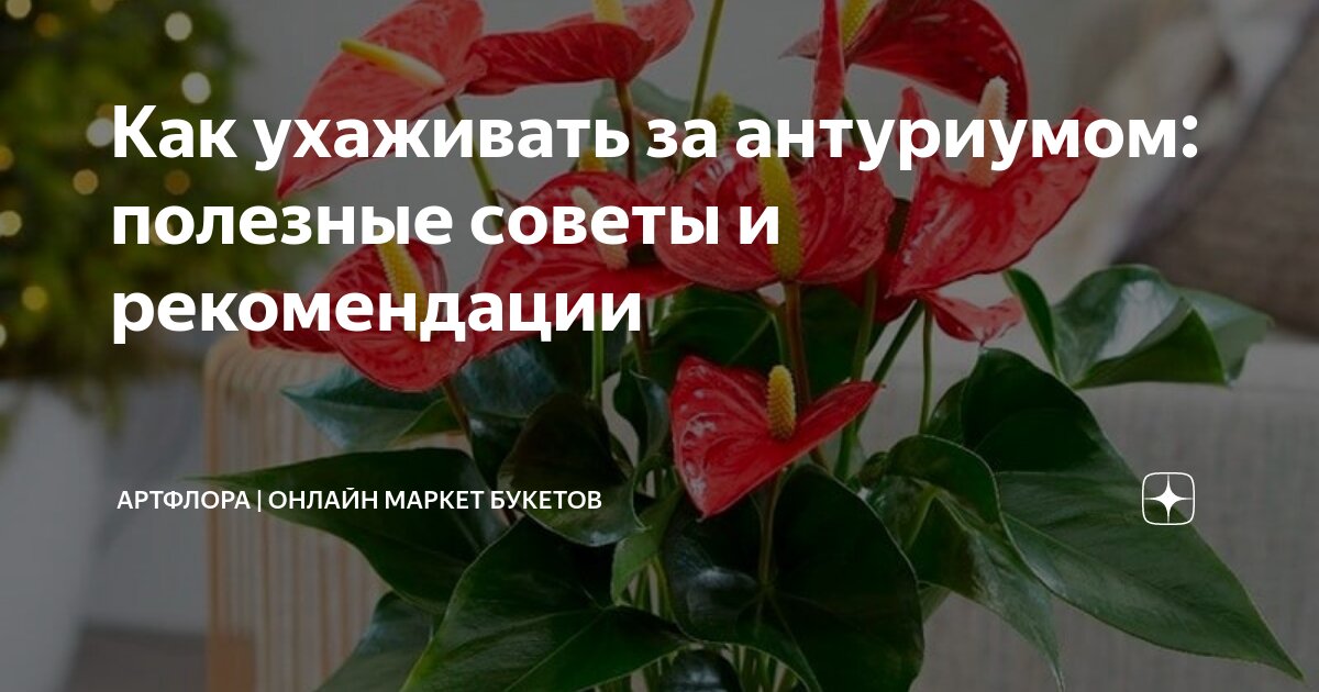 Как ухаживать за антуриумом полезные советы и рекомендации АртФлора