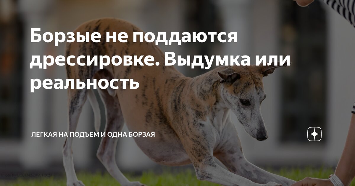 Борзые не поддаются дрессировке Выдумка или реальность Легкая на