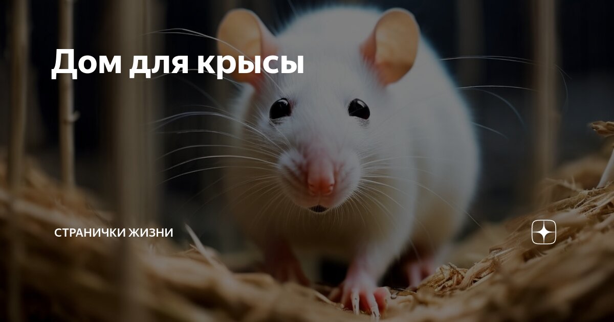 Дом для крысы | Странички жизни | Дзен