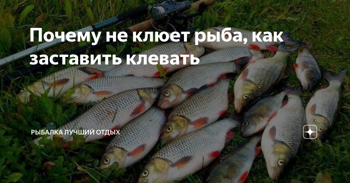 Почему не клюет рыба, как заставить клевать | Рыбалка Лучший отдых | Дзен