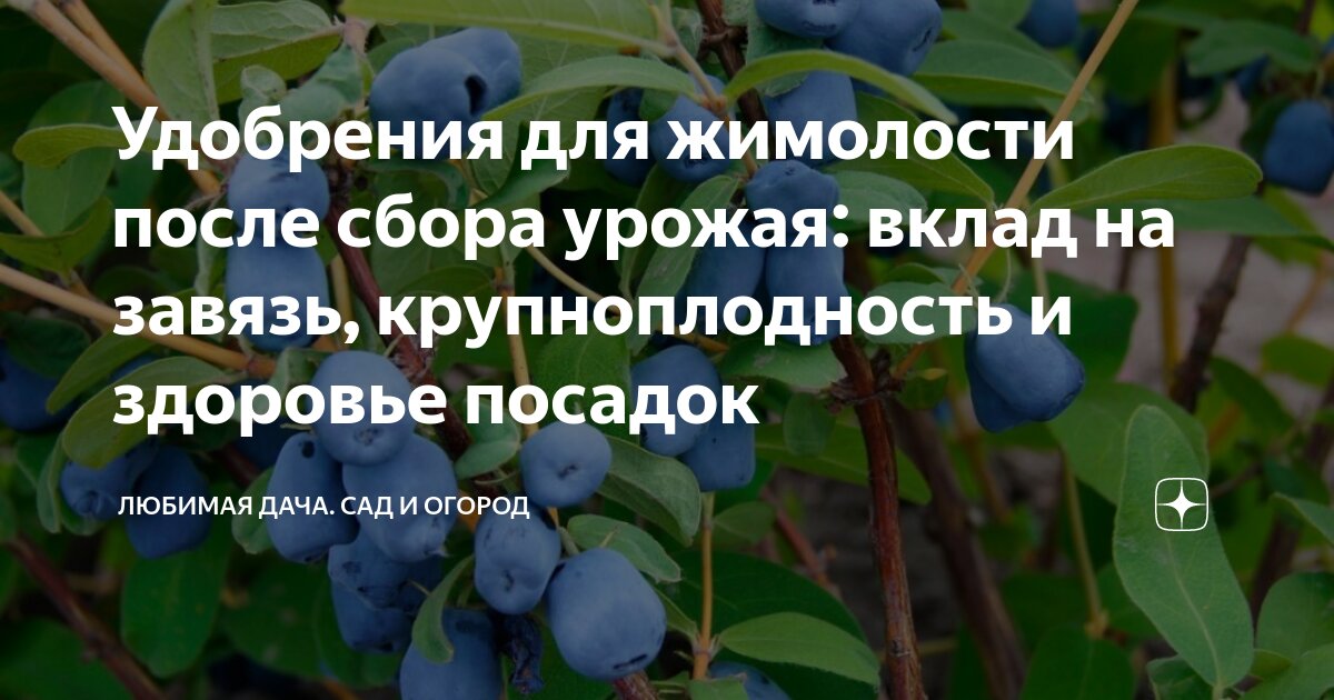 Удобрения для жимолости после сбора урожая: вклад на завязь ...