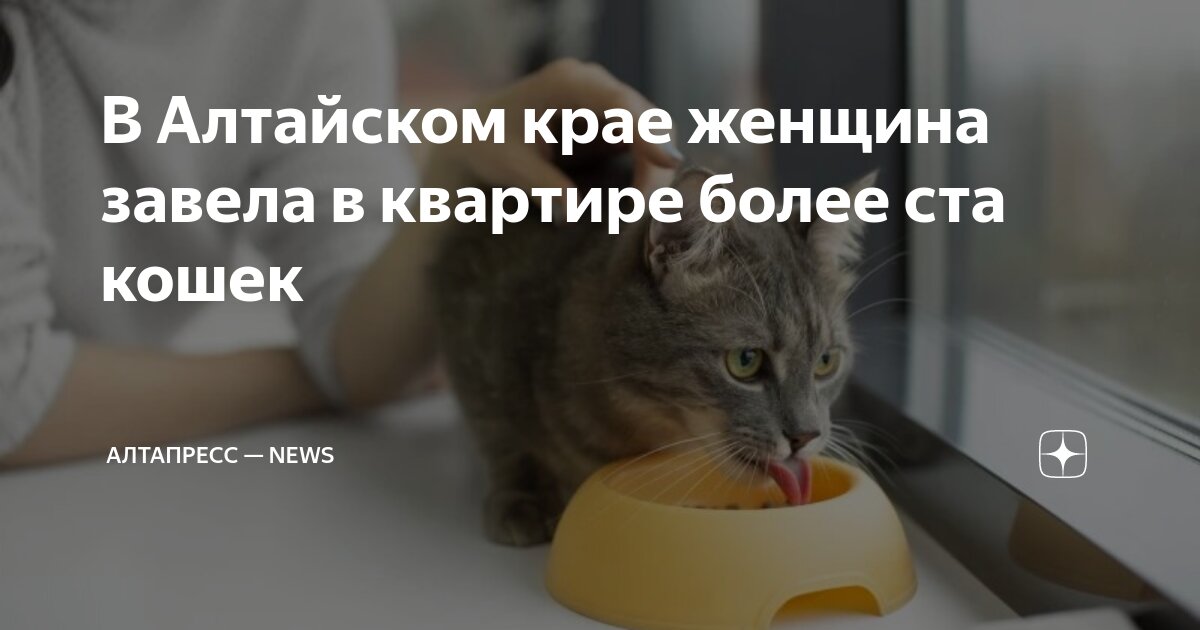 В Алтайском крае женщина завела в квартире более ста кошек Алтапресс