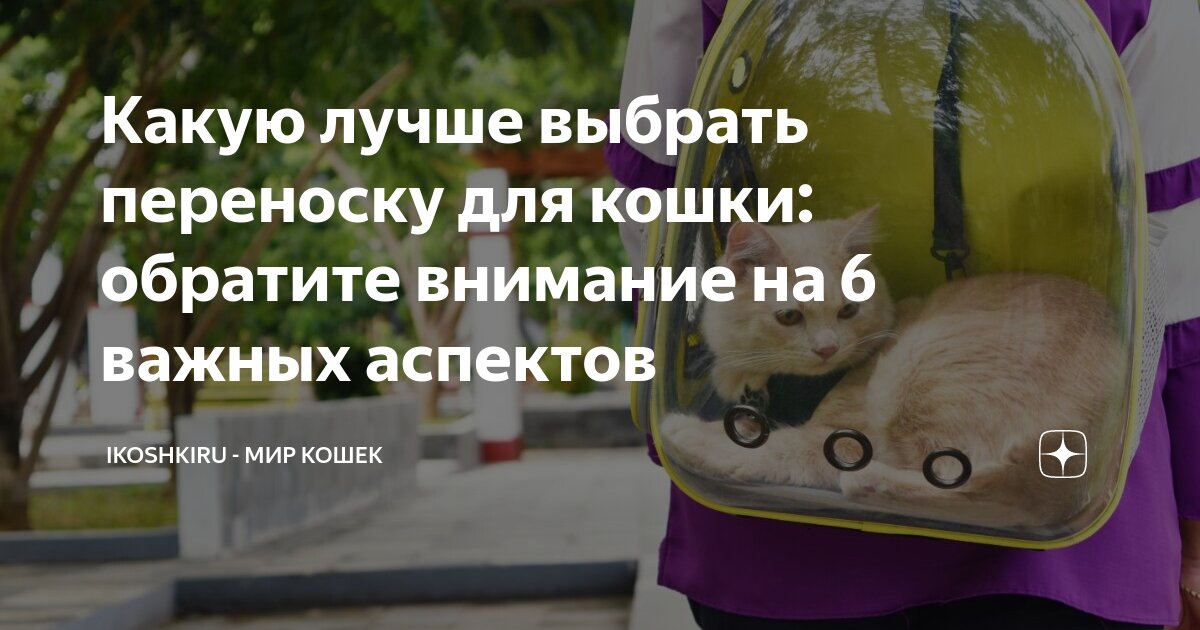 Какую лучше выбрать переноску для кошки: обратите внимание на 6 важных ...