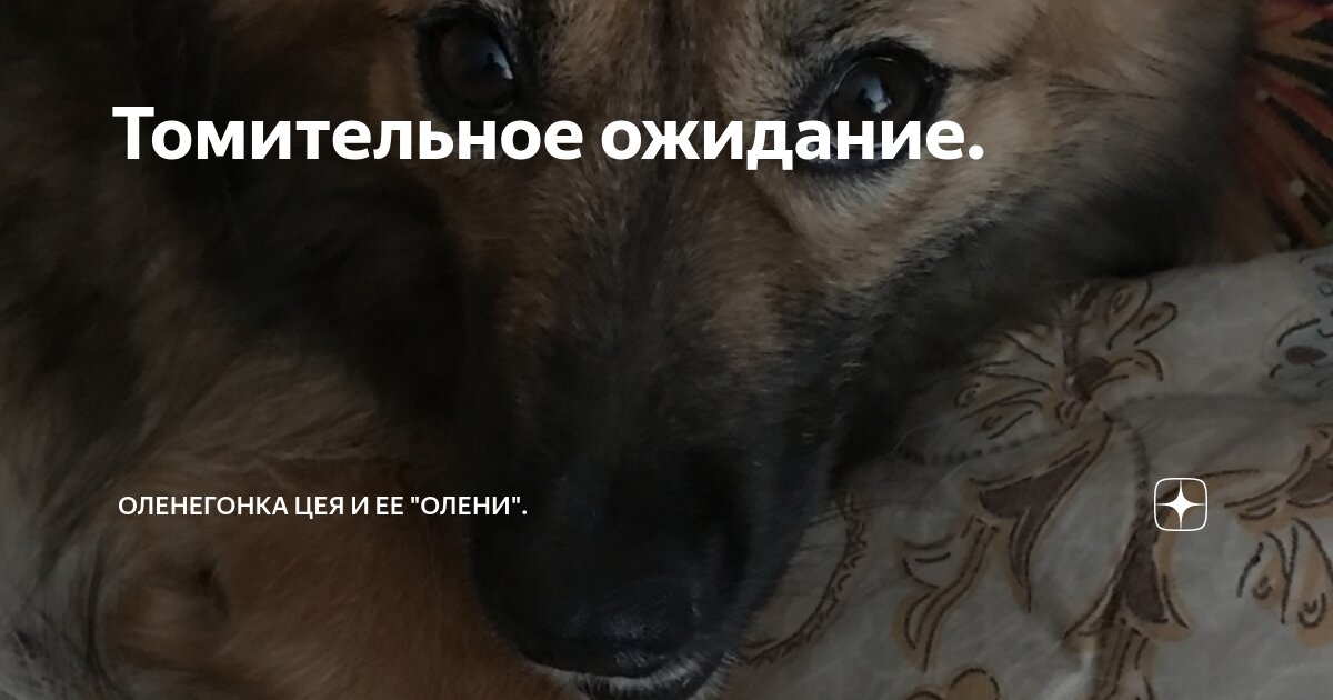 Томительное ожидание. | Оленегонка Цея и ее "олени". | Дзен