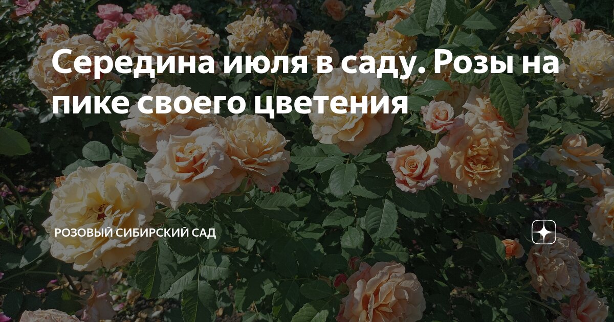 Середина июля в саду. Розы на пике своего цветения | Розовый сибирский ...