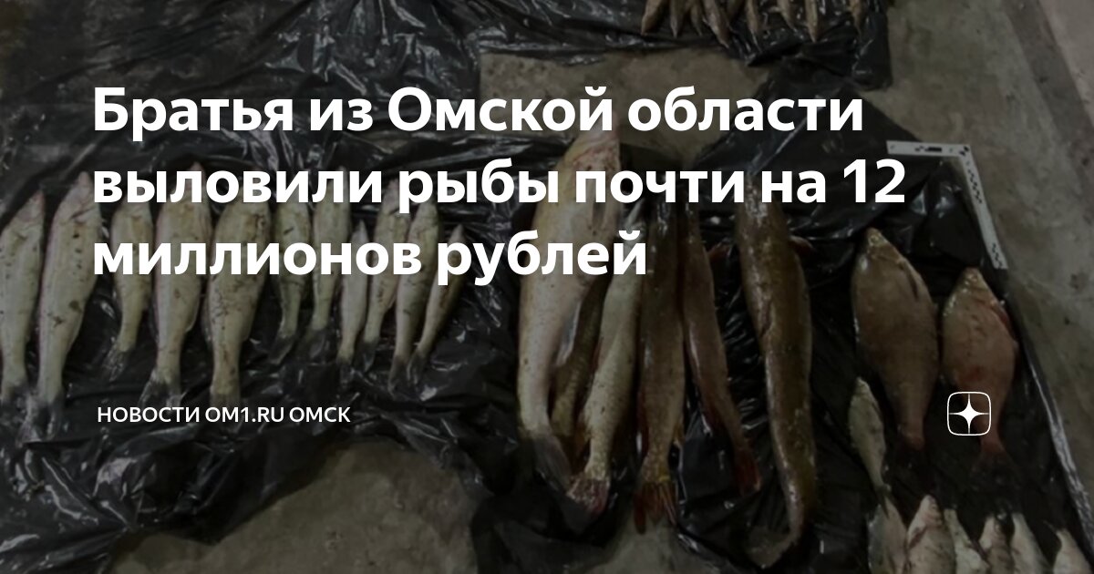 Братья из Омской области выловили рыбы почти на 12 миллионов рублей | Новости Om1.ru Омск | Дзен