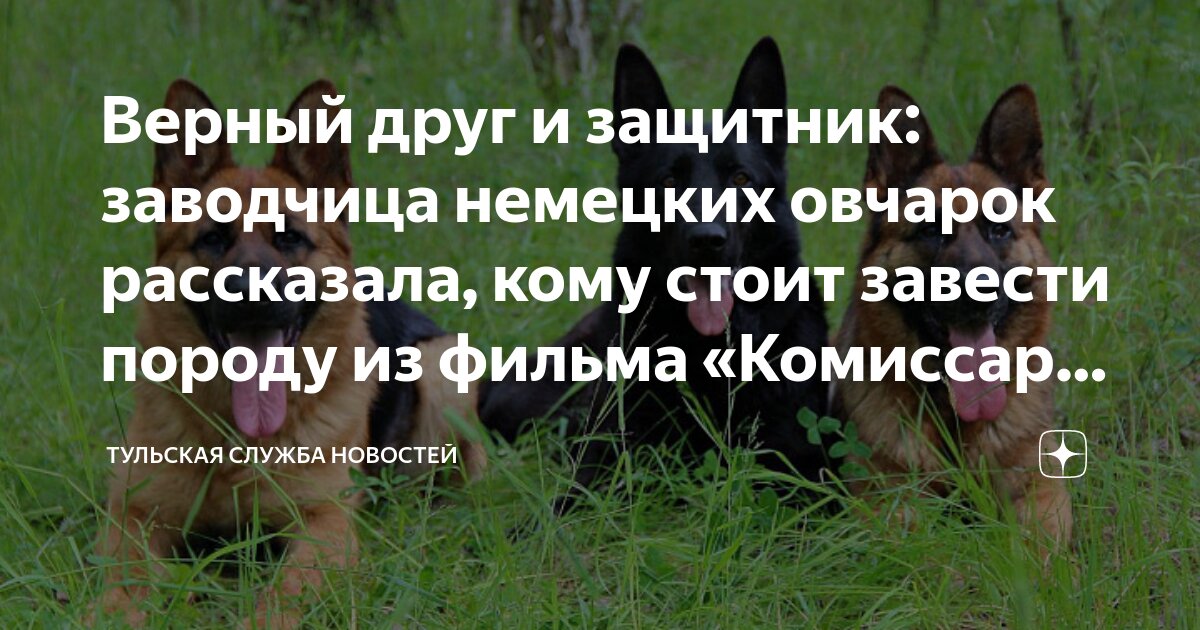 Верный друг и защитник: заводчица немецких овчарок рассказала, кому ...