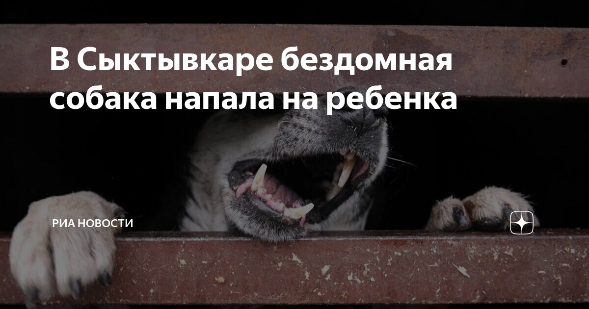 В Сыктывкаре бездомная собака напала на ребенка РИА Новости Дзен