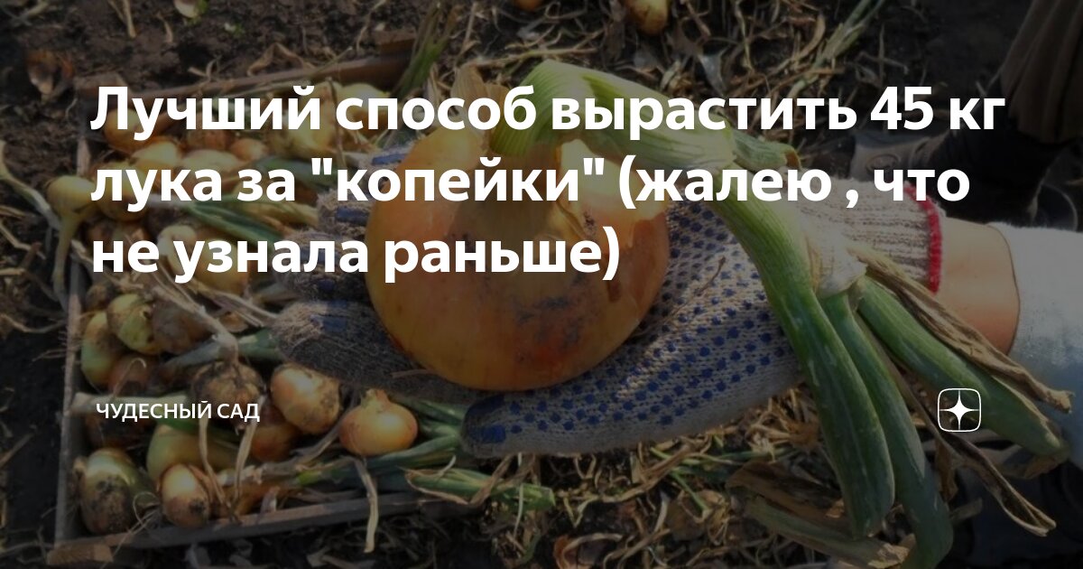 Лучший способ вырастить 45 кг лука за "копейки" (жалею , что не узнала ...