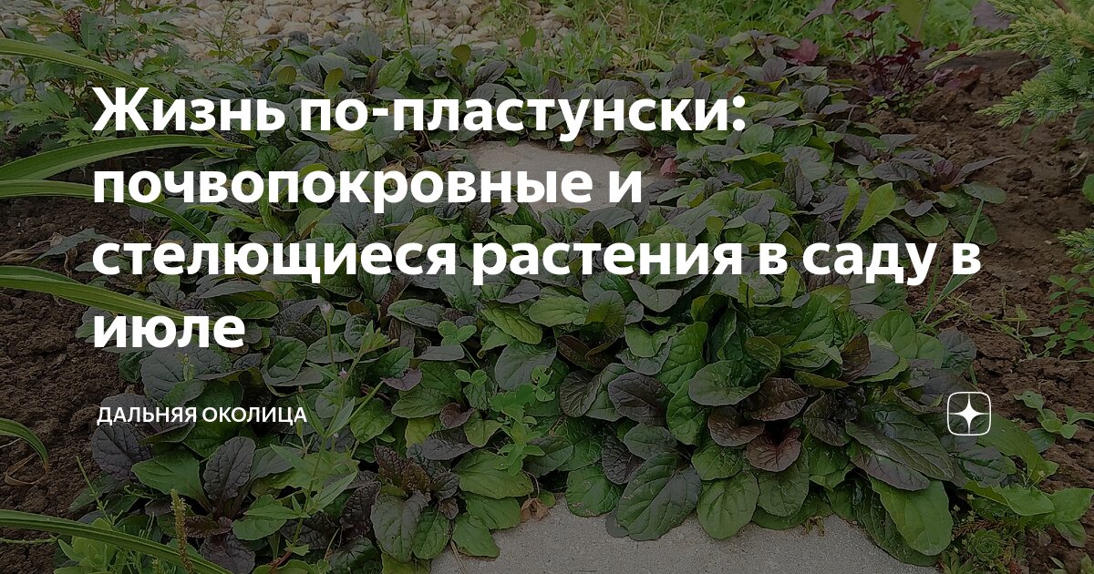 Жизнь по-пластунски: почвопокровные и стелющиеся растения в саду в июле ...