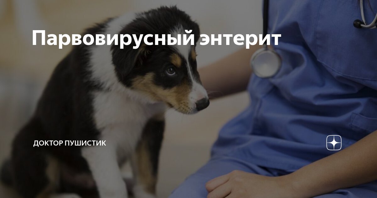 Парвовирусный энтерит | Доктор Пушистик🐶 | Дзен