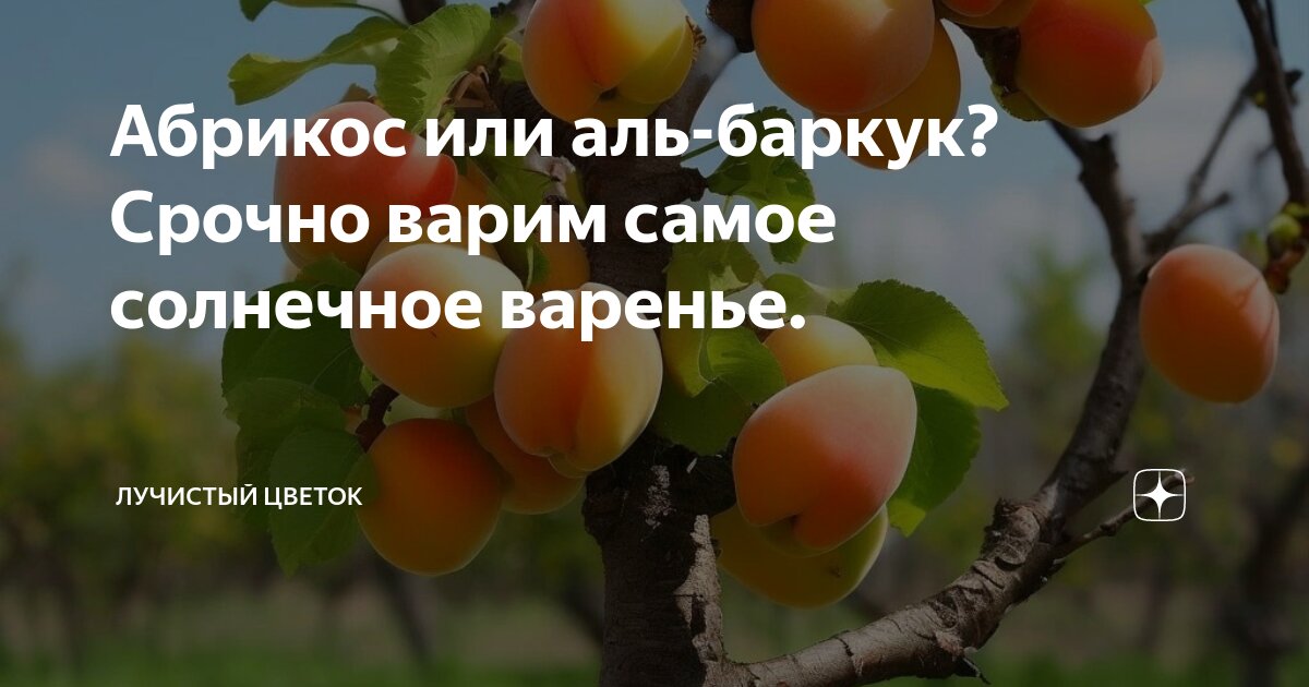 Абрикос или аль-баркук? Срочно варим самое солнечное варенье ...