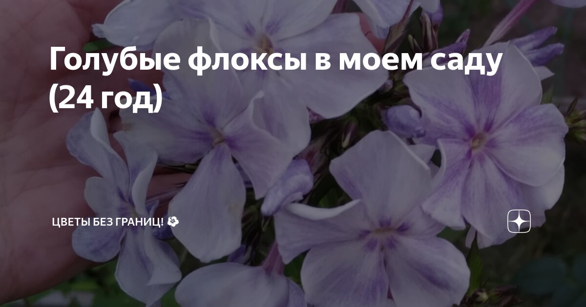 Голубые флоксы в моем саду (24 год) | Цветы без границ! 🌺 | Дзен