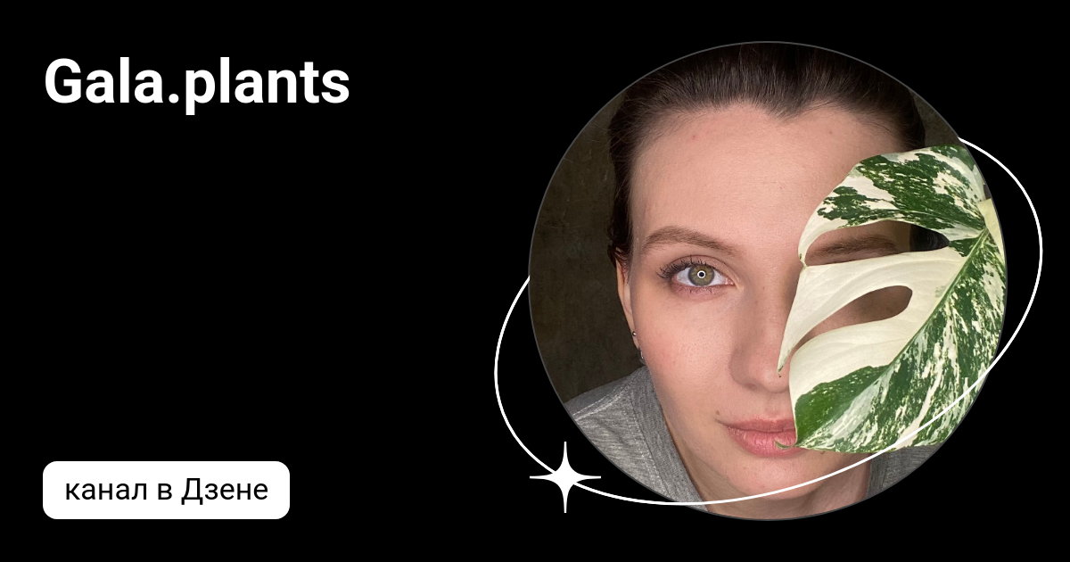 Gala.plants | Дзен