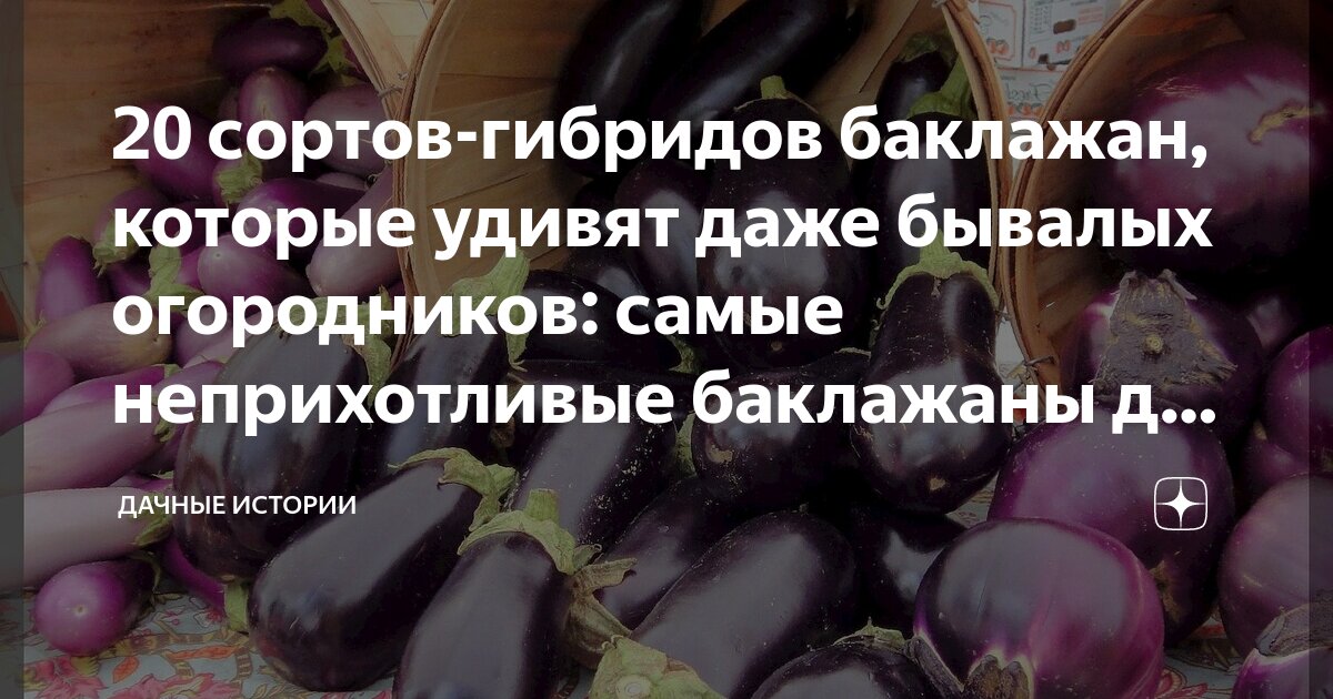 20 сортов-гибридов баклажан, которые удивят даже бывалых огородников ...