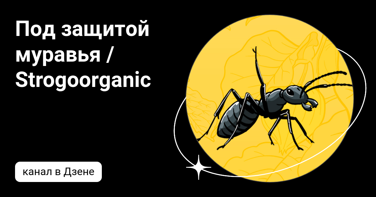 Под защитой муравья / Strogoorganic | Дзен