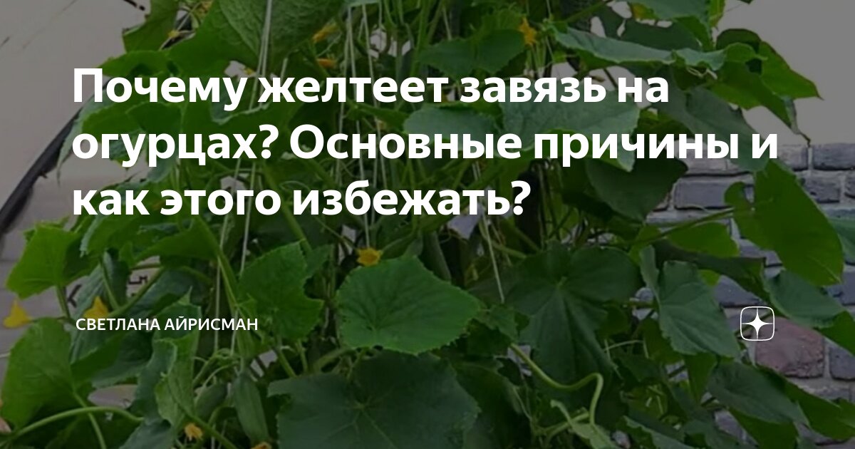Почему желтеет завязь на огурцах Основные причины и как этого избежать