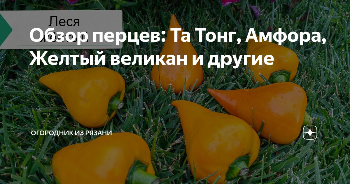 Обзор перцев: Та Тонг, Амфора, Желтый великан и другие | Огородник из ...