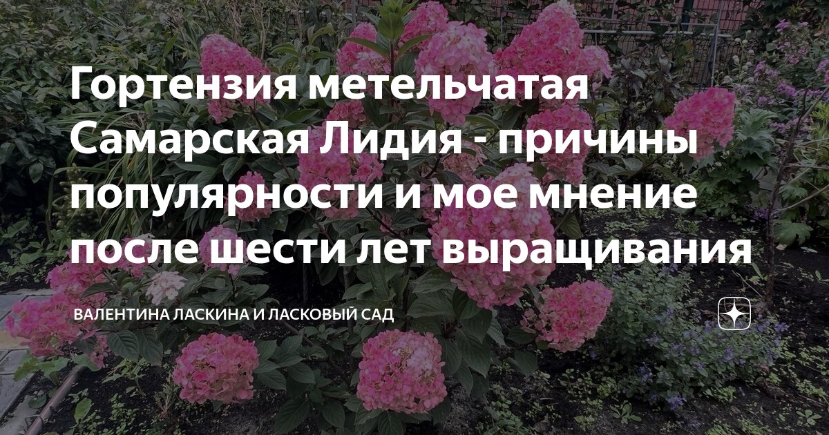 Гортензия метельчатая Самарская Лидия - причины популярности и мое ...
