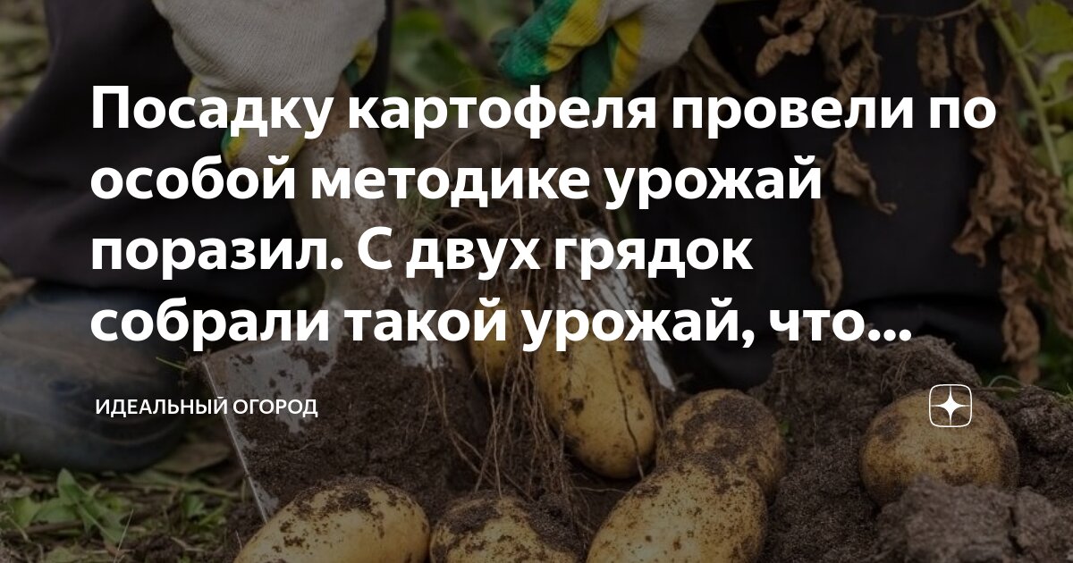 Посадку картофеля провели по особой методике урожай поразил. С двух ...