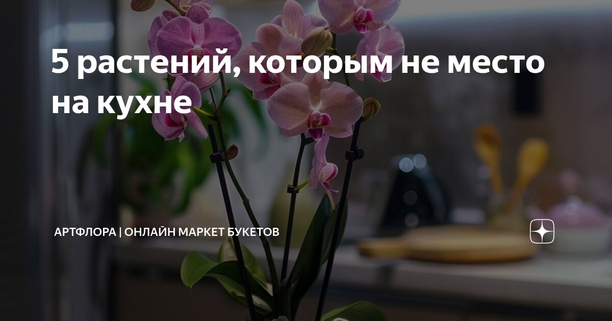 5 растений которым не место на кухне АртФлора Онлайн маркет