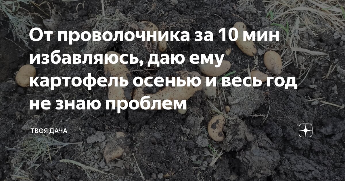 От проволочника за 10 мин избавляюсь, даю ему картофель осенью и весь ...