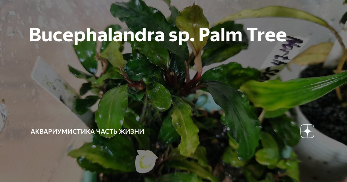 Bucephalandra sp. Palm Tree | Аквариумистика часть жизни | Дзен