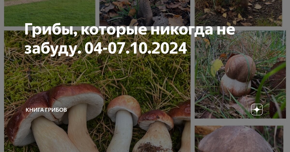 Грибы которые никогда не забуду 04 07 10 2024 Книга Грибов Дзен