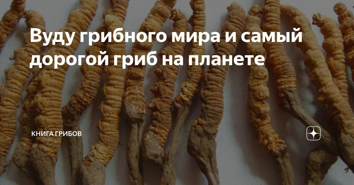 Вуду грибного мира и самый дорогой гриб на планете | Книга грибов | Дзен