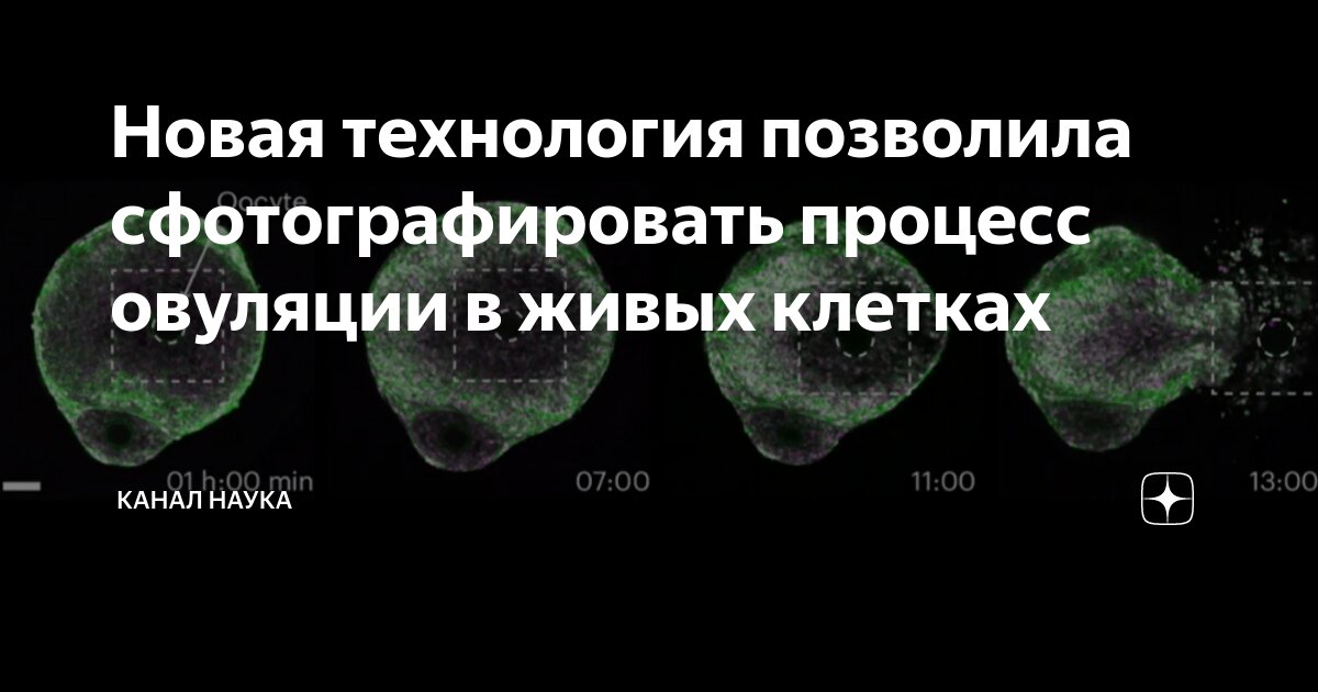 Новая технология позволила сфотографировать процесс овуляции в живых ...