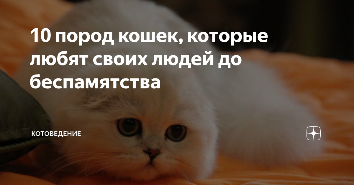 10 пород кошек, которые любят своих людей до беспамятства | КотоВедение ...