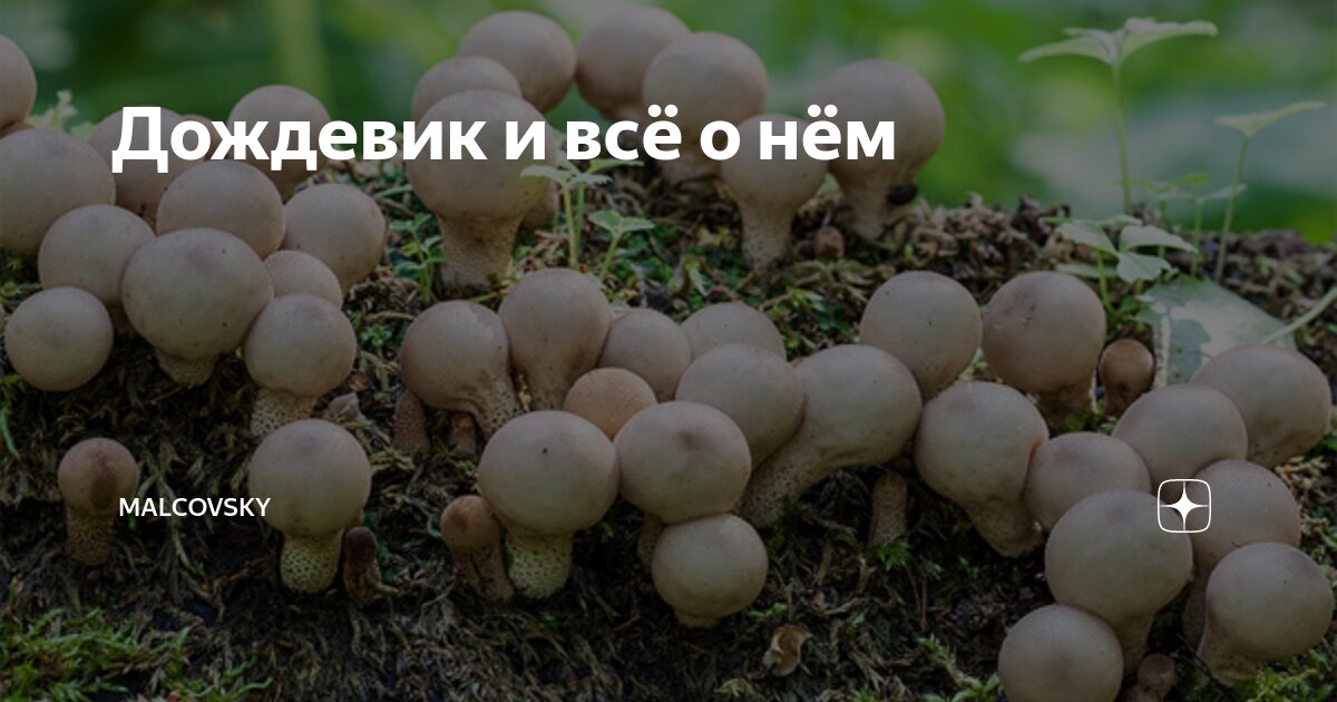 Дождевик и всё о нём | malcovsky | Дзен