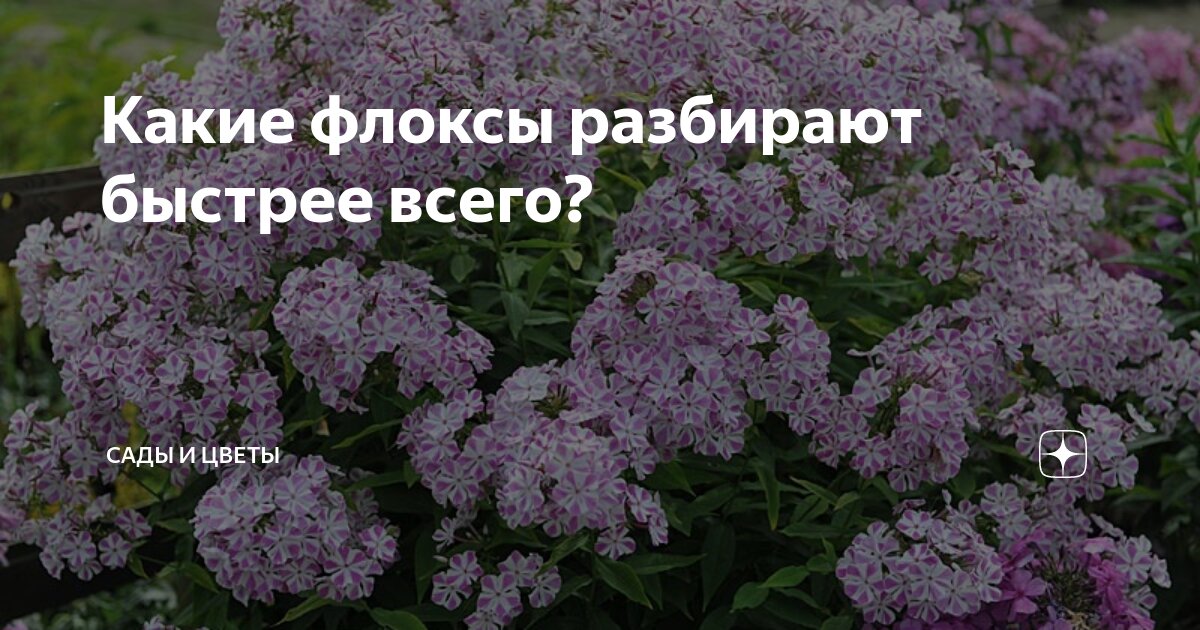 Какие флоксы разбирают быстрее всего? | Сады и цветы | Дзен