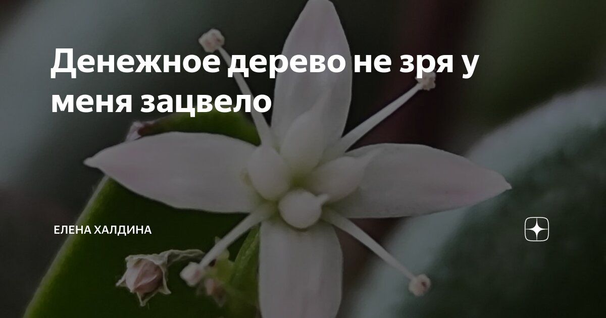Денежное дерево не зря у меня зацвело Елена Халдина Дзен