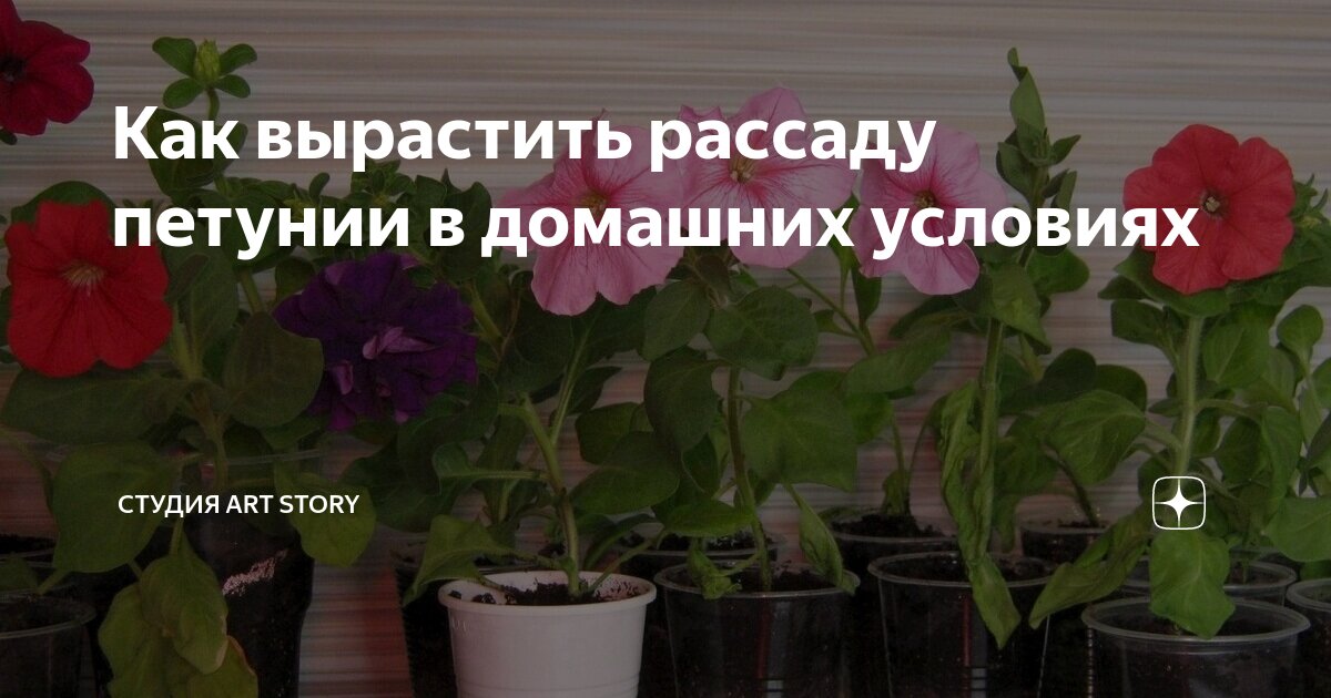 Как вырастить рассаду петунии в домашних условиях | Студия ART Story | Дзен