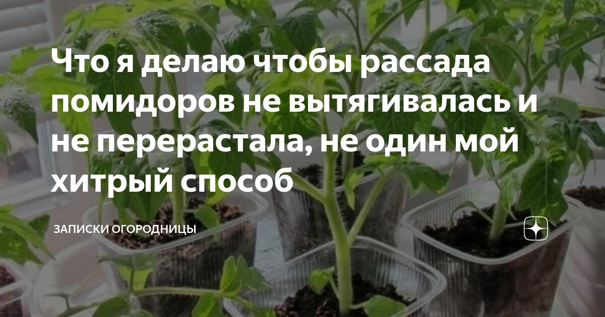 Что я делаю чтобы рассада помидоров не вытягивалась и не перерастала ...