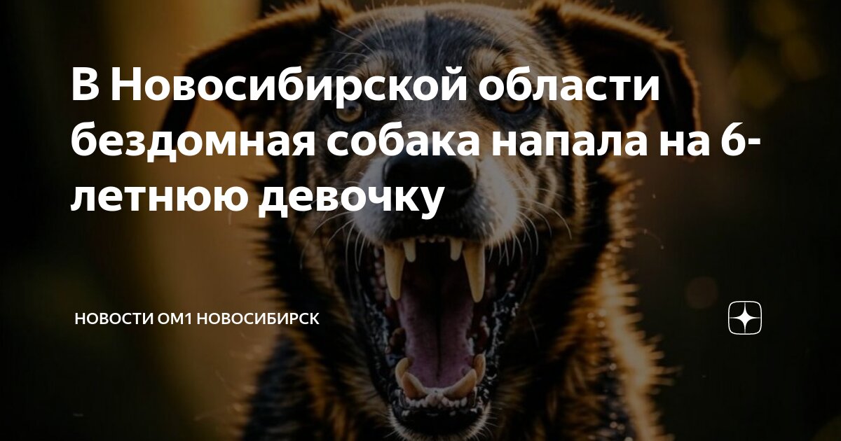 В Новосибирской области бездомная собака напала на 6 летнюю девочку