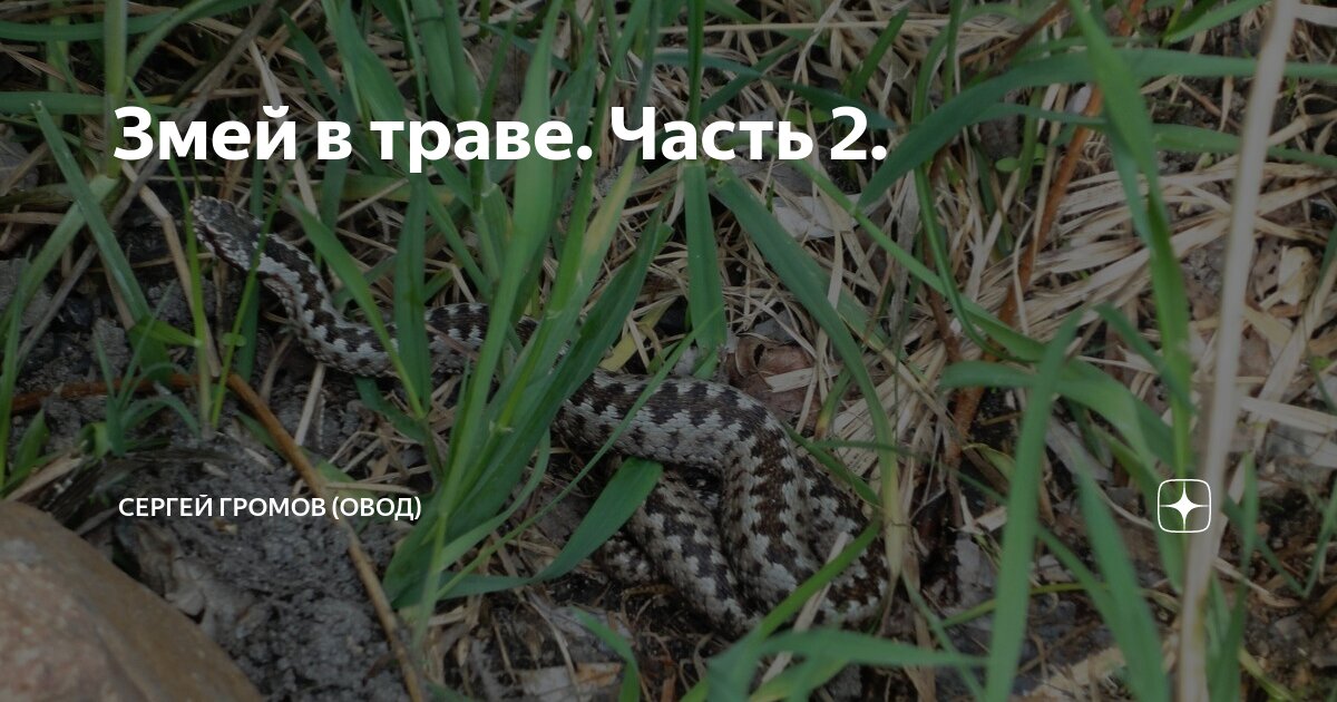 Змей в траве. Часть 2. | Сергей Громов (Овод) | Дзен