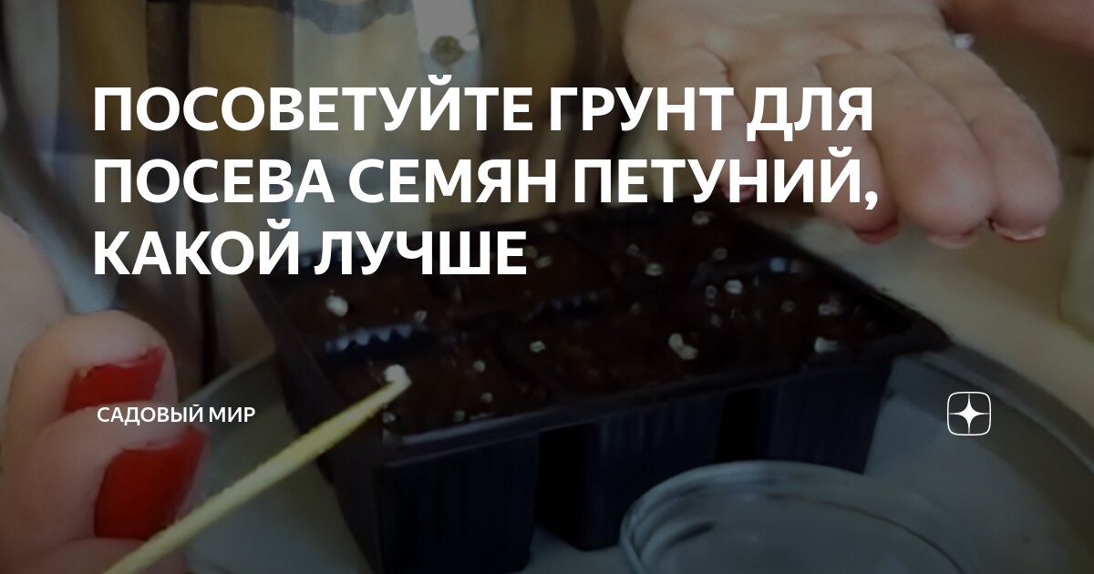 ПОСОВЕТУЙТЕ ГРУНТ ДЛЯ ПОСЕВА СЕМЯН ПЕТУНИЙ, КАКОЙ ЛУЧШЕ | Садовый мир ...