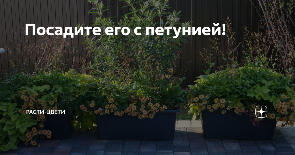 Посадите его с петунией Расти Цвети Дзен