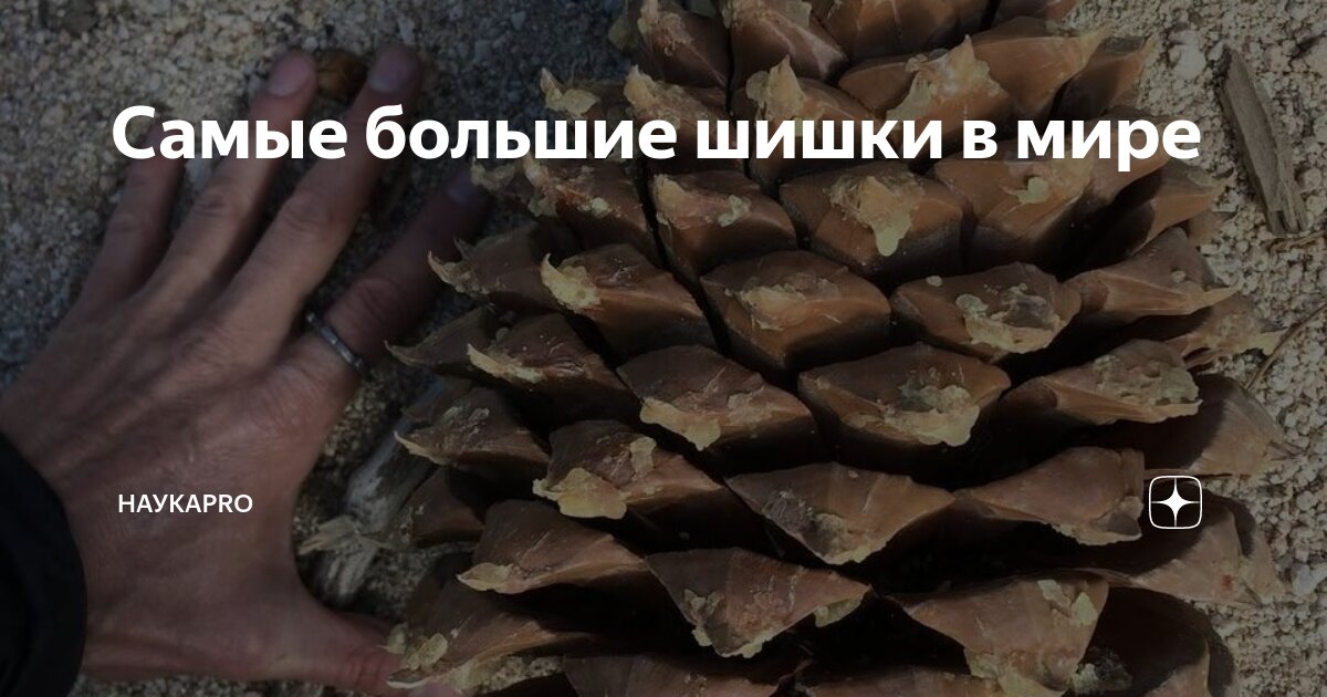 Самые большие шишки в мире | НаукаPRO | Дзен