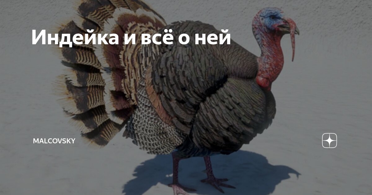 Индейка и всё о ней | malcovsky | Дзен