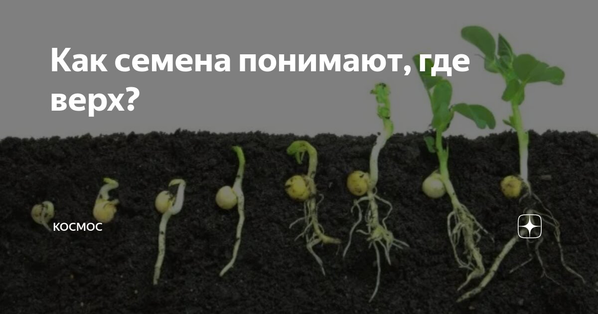 Как семена понимают где верх КОСМОС Дзен