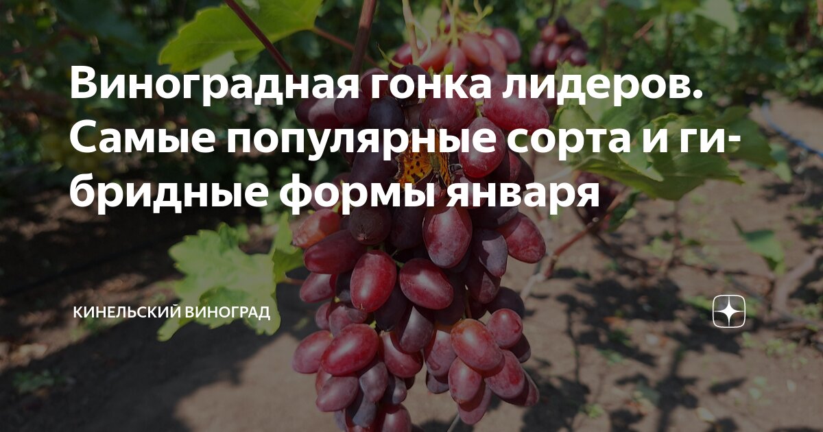 Виноградная гонка лидеров. Самые популярные сорта и гибридные формы ...