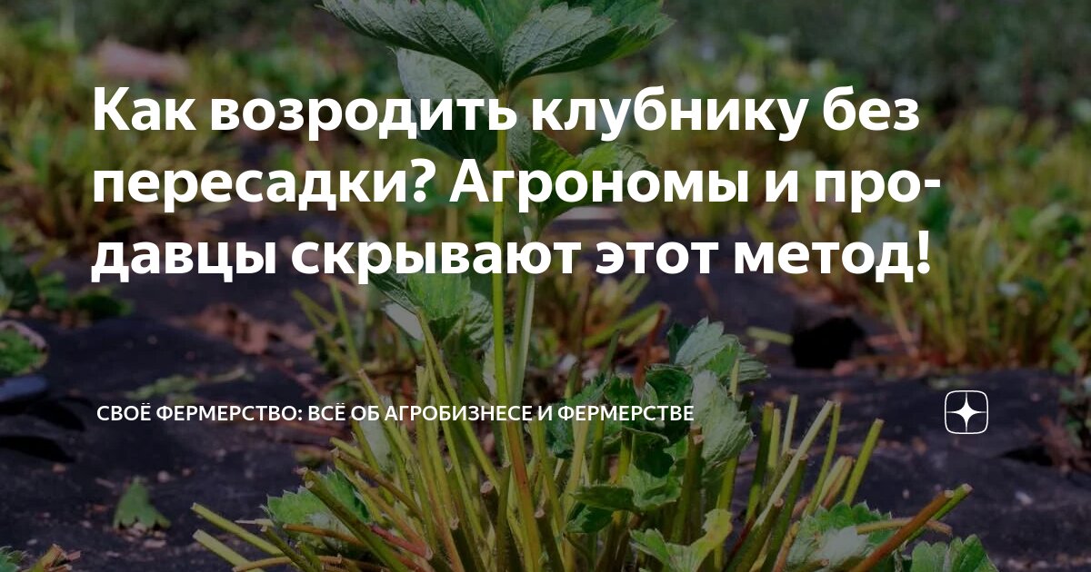 Как возродить клубнику без пересадки Агрономы и продавцы скрывают этот