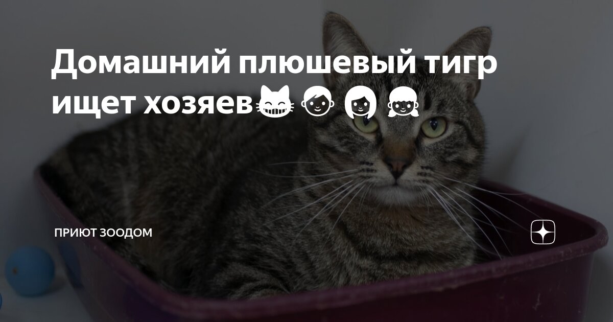 Домашний плюшевый тигр ищет хозяев😸👨‍👩‍👧 | Приют ЗООДОМ | Дзен