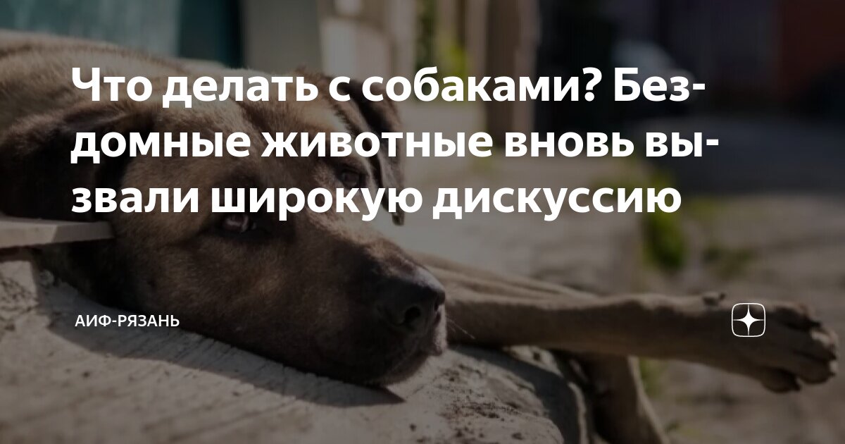 Что делать с собаками Бездомные животные вновь вызвали широкую дискуссию АиФ Рязань Дзен