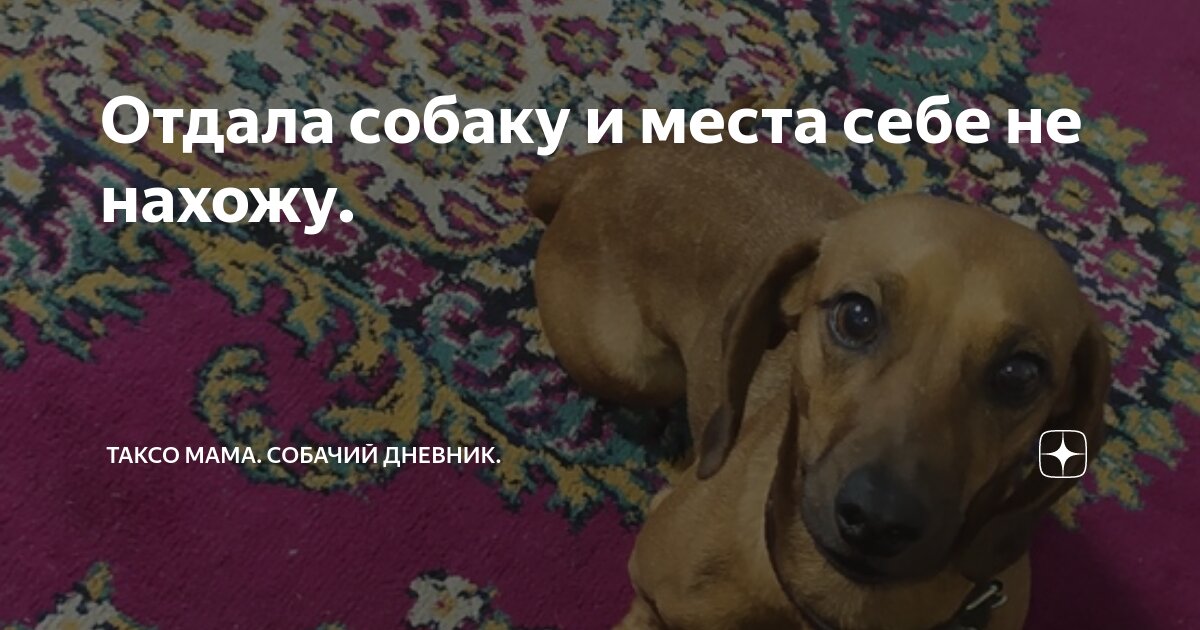 Отдала собаку и места себе не нахожу. | Таксо мама. Собачий дневник. | Дзен