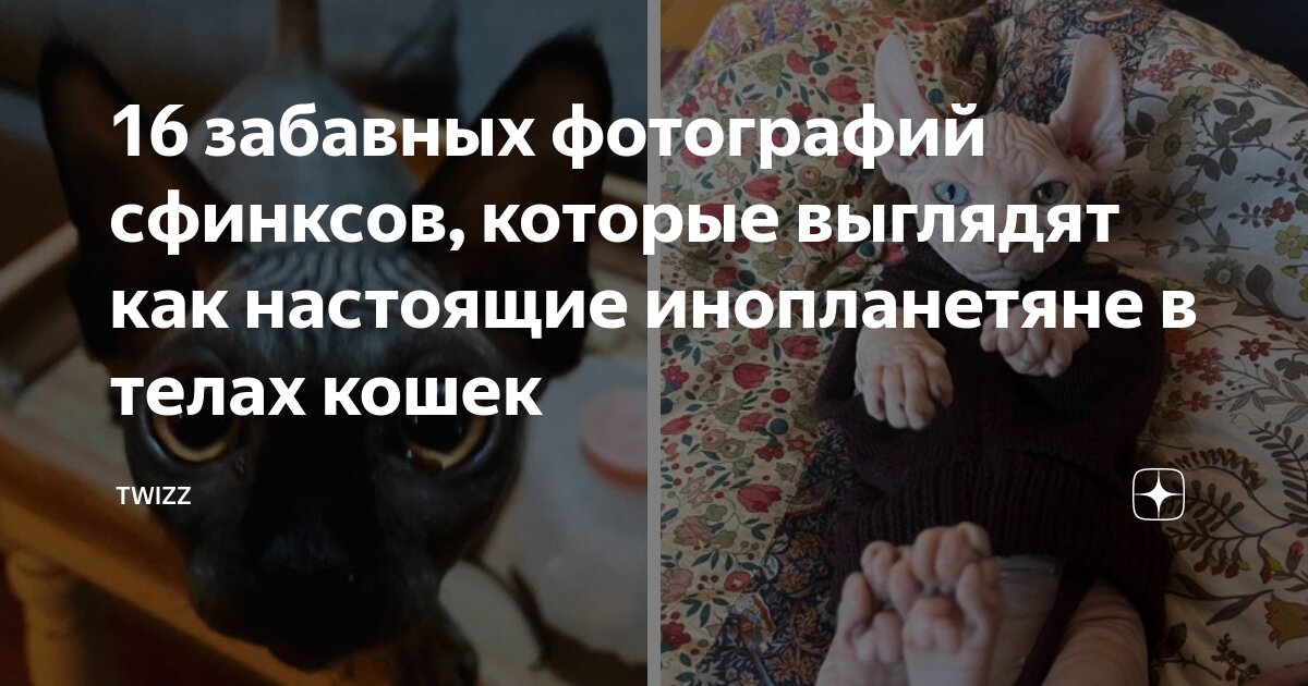 16 забавных фотографий сфинксов которые выглядят как настоящие инопланетяне в телах кошек