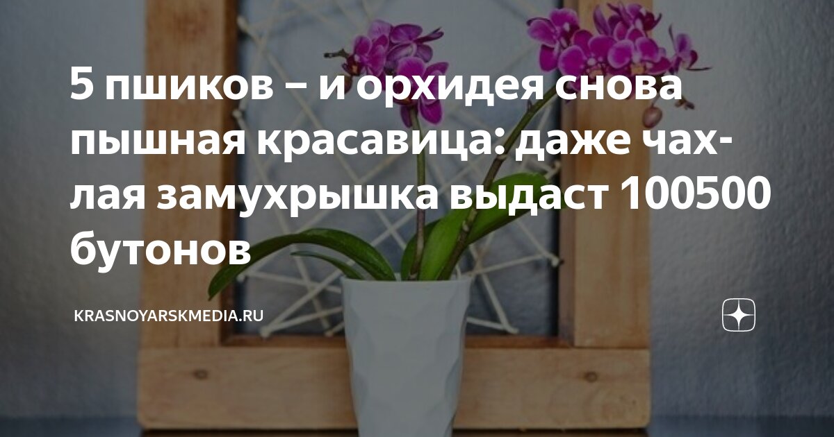 5 пшиков – и орхидея снова пышная красавица: даже чахлая замухрышка выдаст 100500 бутонов ...